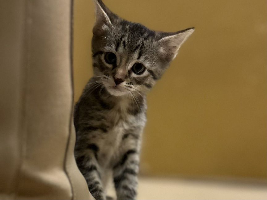 Красивейшая кошечка