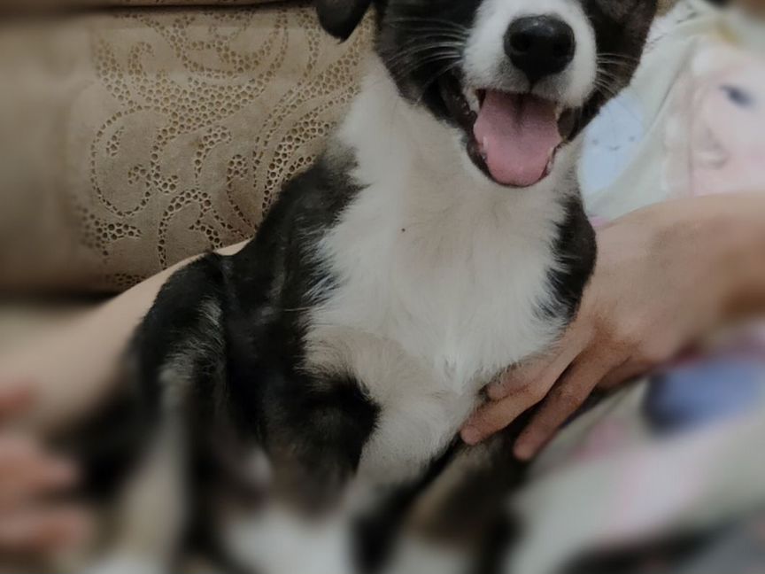 Щенок в добрые руки