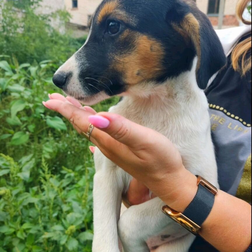 Щенок в добрые руки