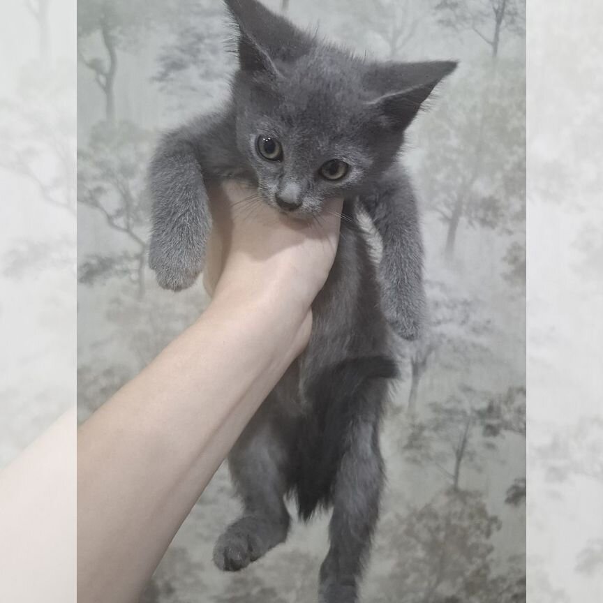 Котёнок в добрые руки