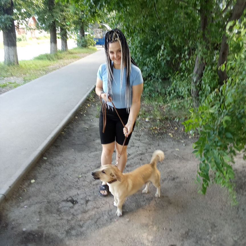 Собака в добрые руки Бассет