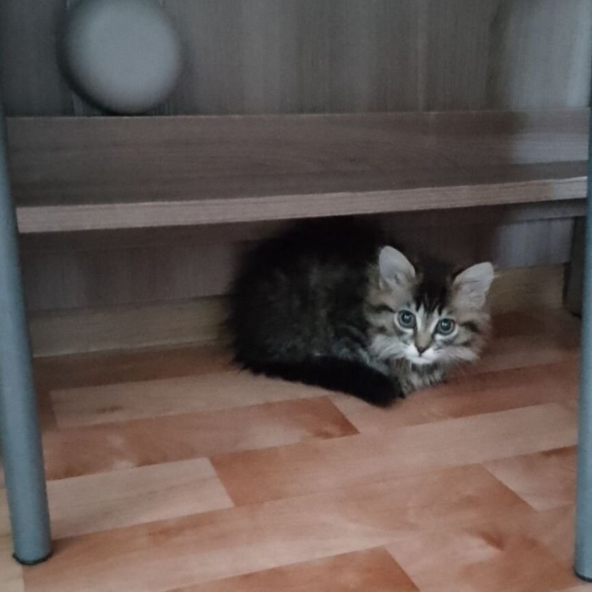 Донской сфинкс, взрослая кошка