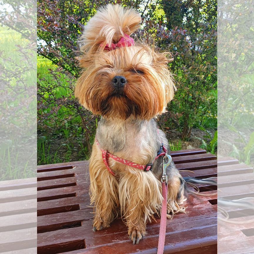 Йоркширский терьер, взрослая собака