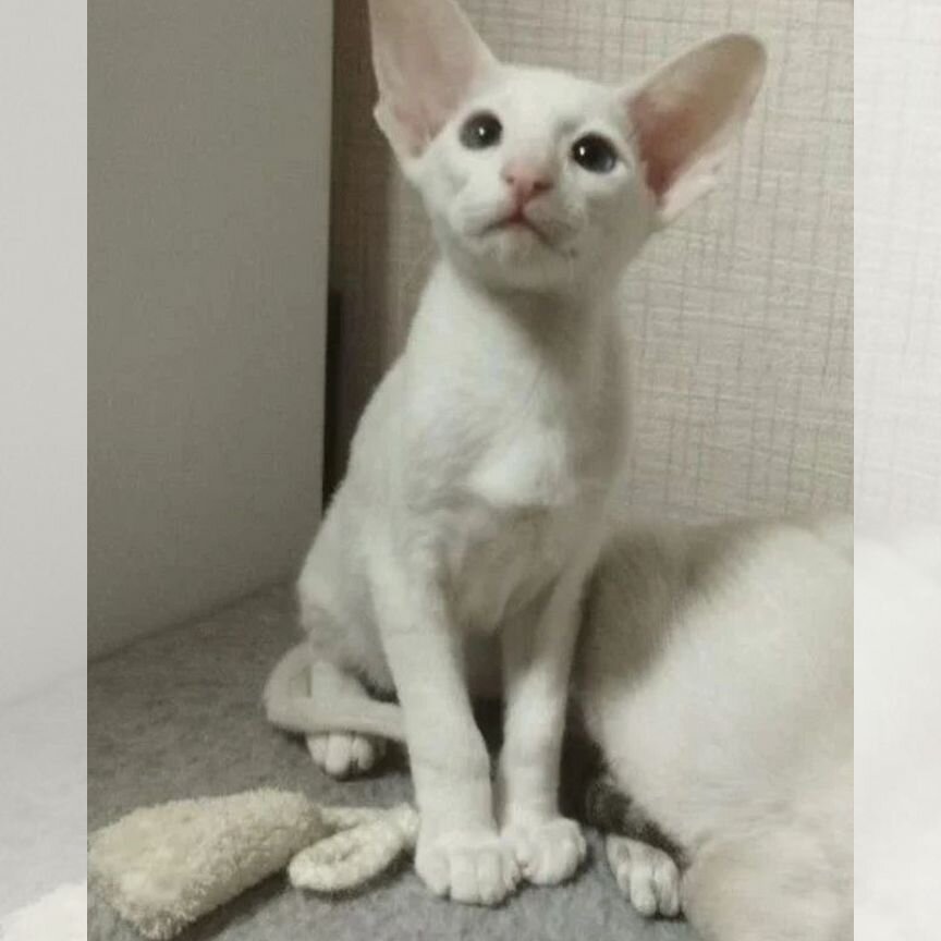Ориентальный котёнок