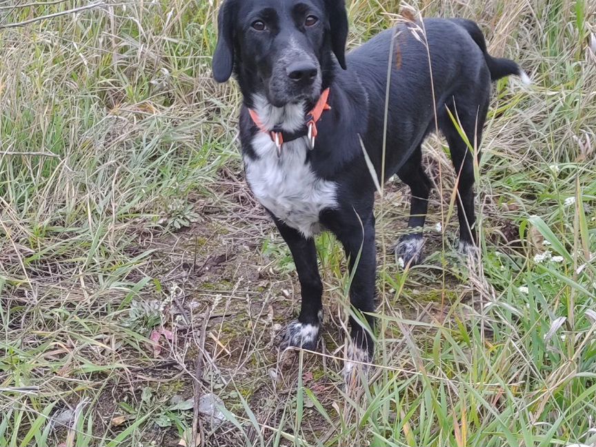 Собака в добрые руки