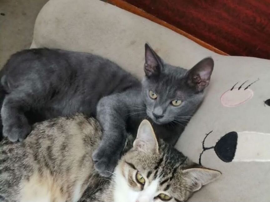Котята смертники нужен дом