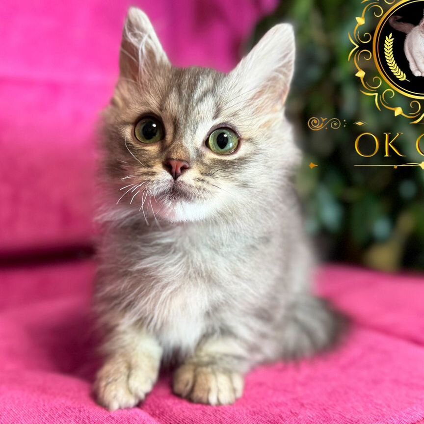 Манчкин котёнок