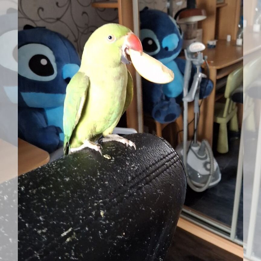 Ожереловый попугай самка