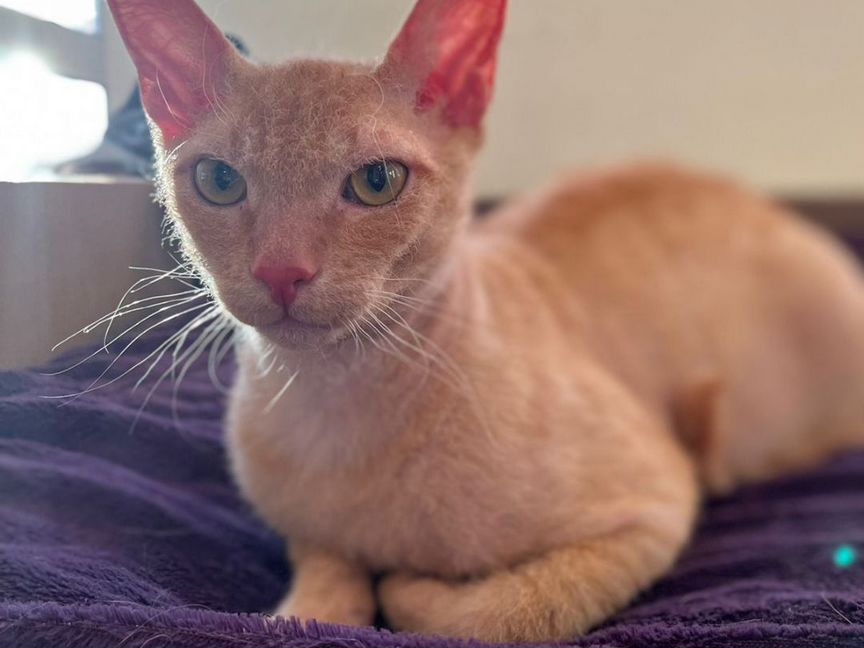 Сфинкс в добрые руки