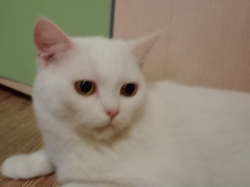 Кот домашний, приучен ласковый бесплатно