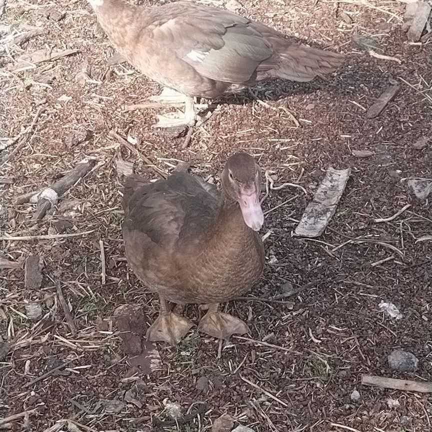 Индоутки на племя и индоутята