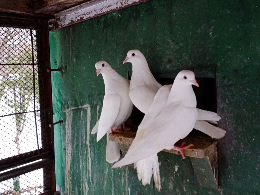 Голуби на свадебный выпуск
