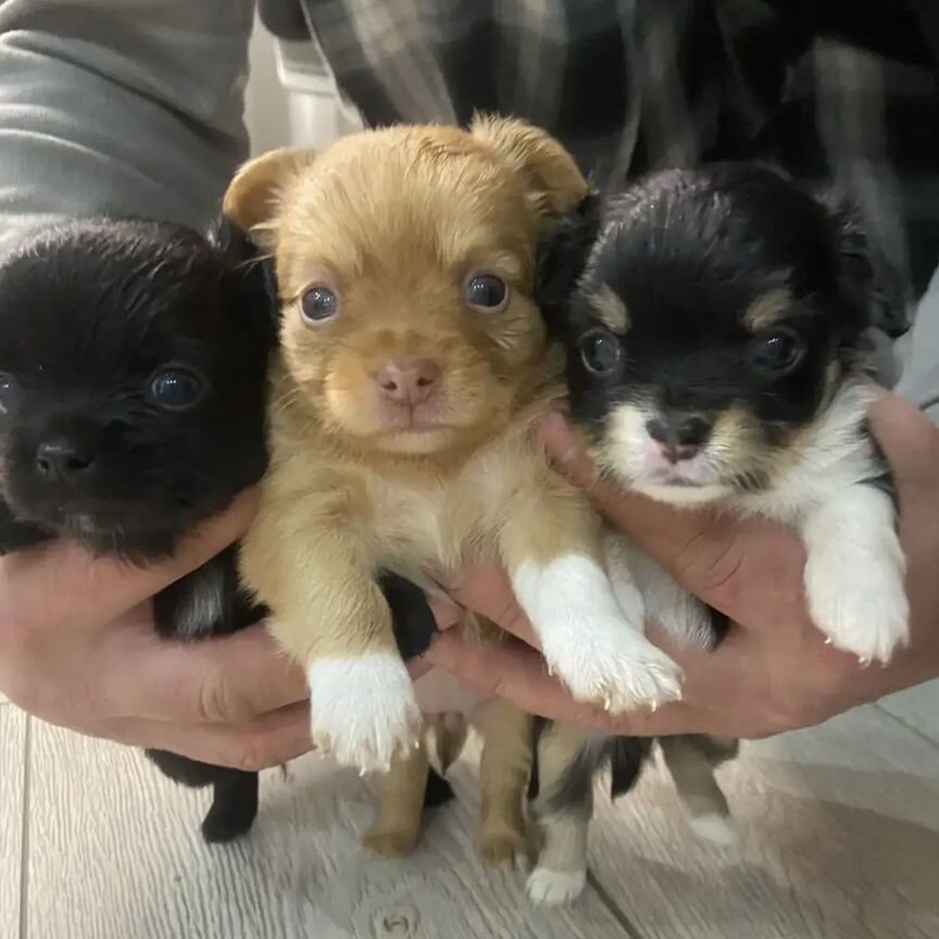 Чихуахуа, щенок