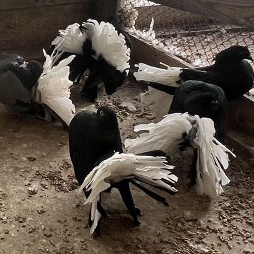 Голуби павлины черные белохвостые