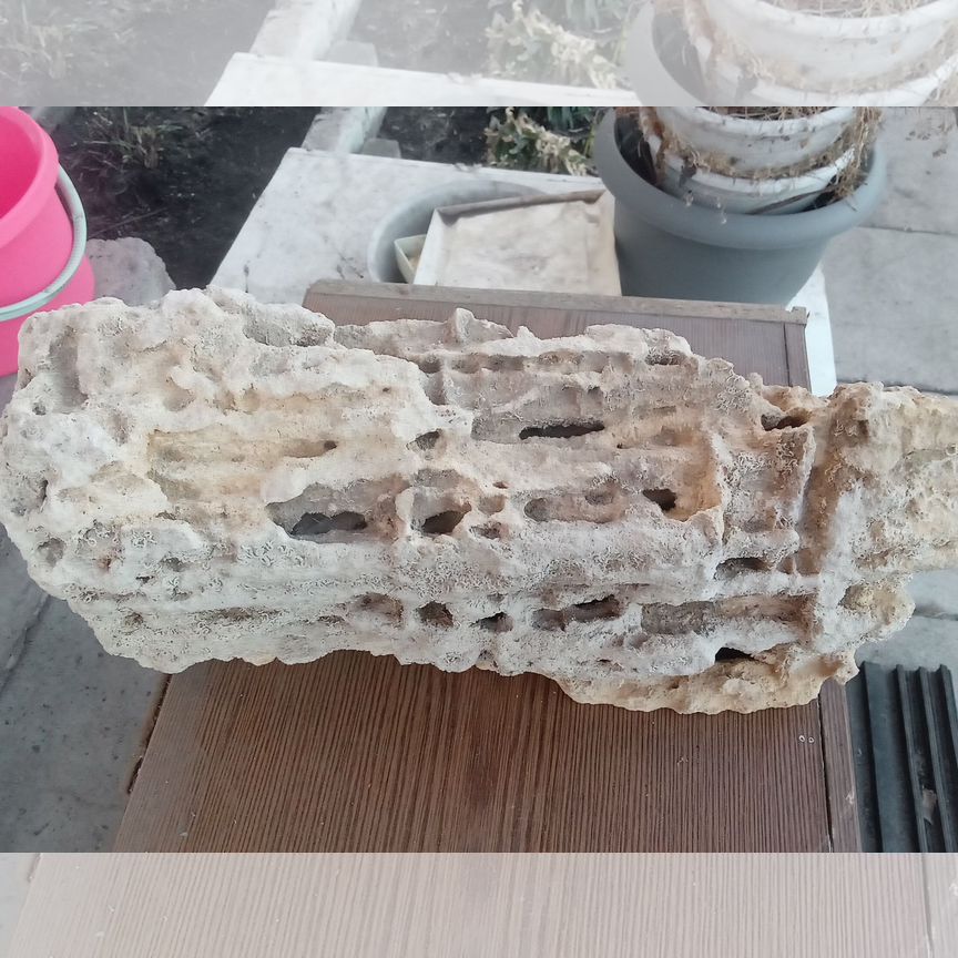 Крымский коралл