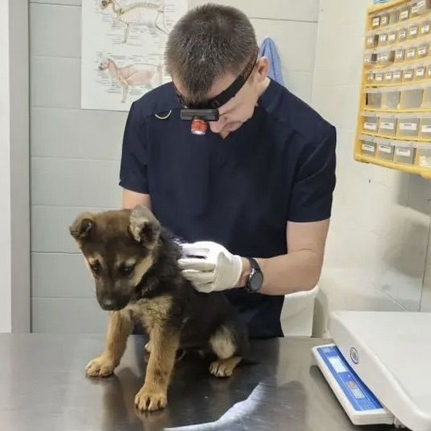 Щенок в добрые руки