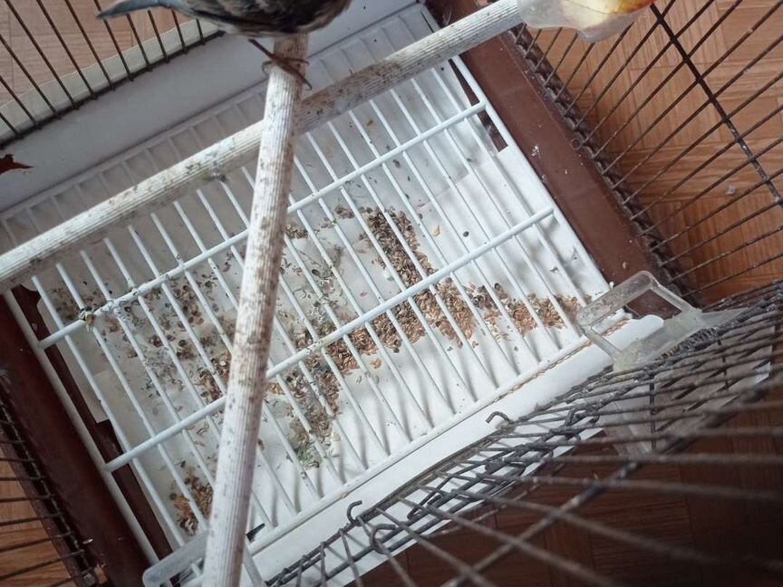 Гибрид щегол с канарейка