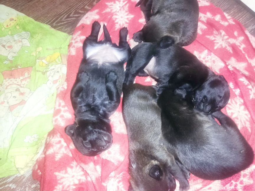 Французский бульдог отдам в добрые руки