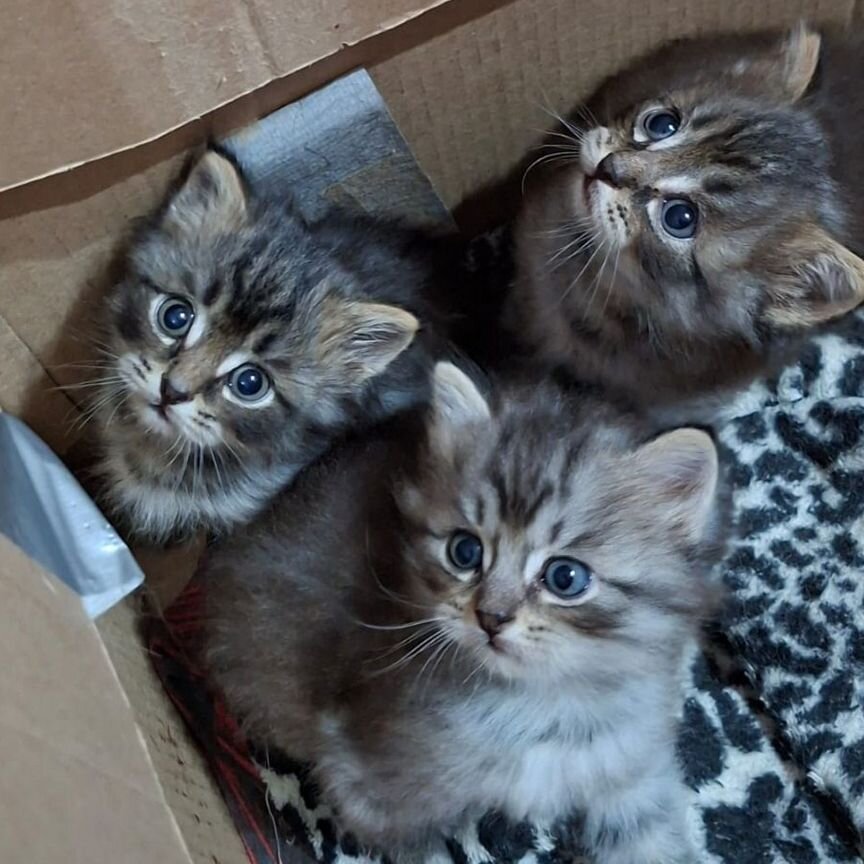 Котёнок в добрые руки