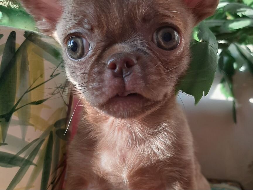 Чихуахуа в экстримальном типе редкого окраса