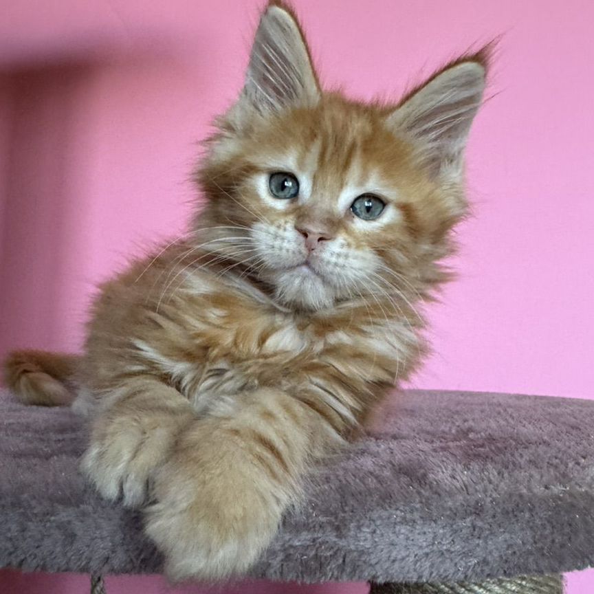 Мейн-кун котёнок