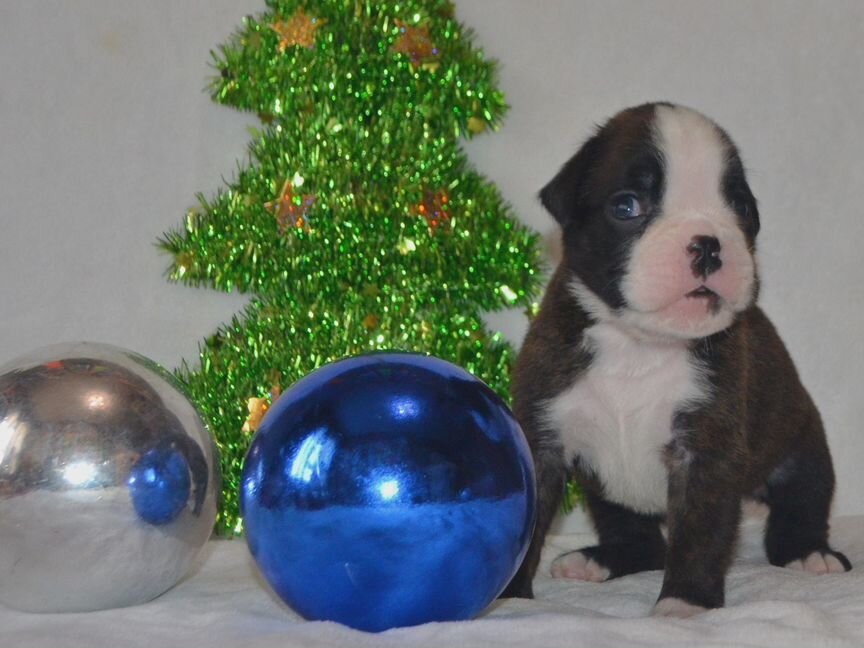 Мальчишка красавец