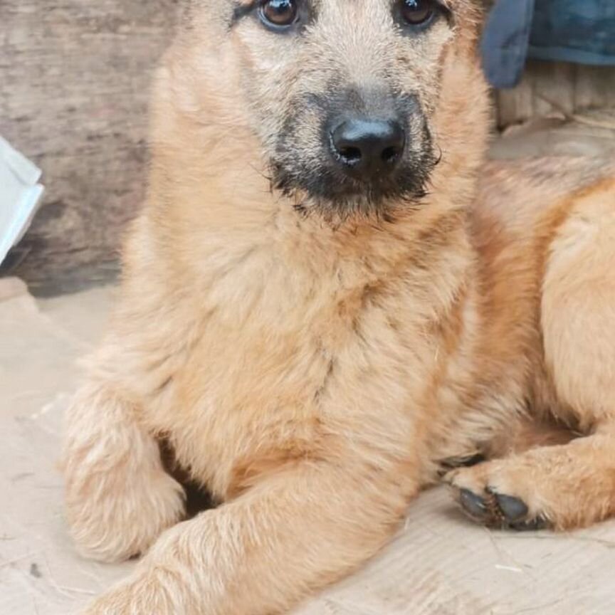 Крастоька Ляля ищет дом бесплатно