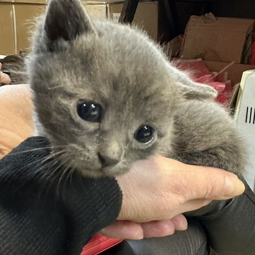 Котёнок в добрые руки