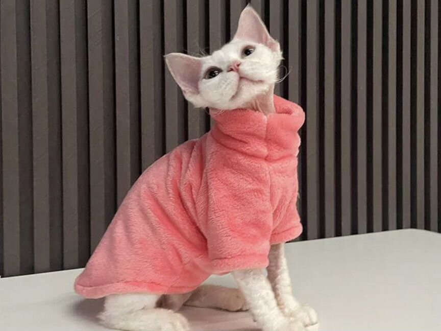 Одежда для кошек