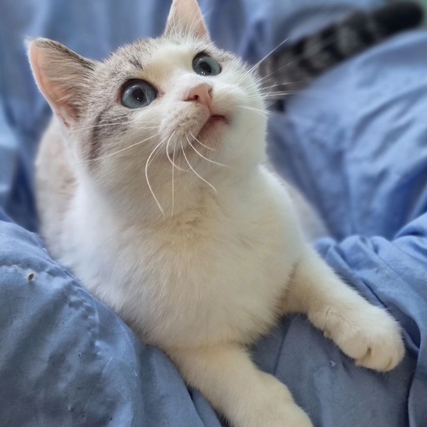 Кошечка Таис