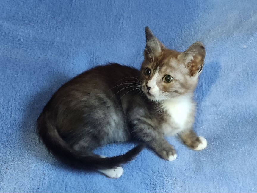 Маленький серенький котик, в заботливые руки