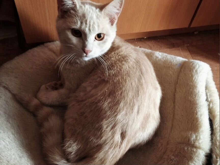 Кошки в добрые руки бесплатно