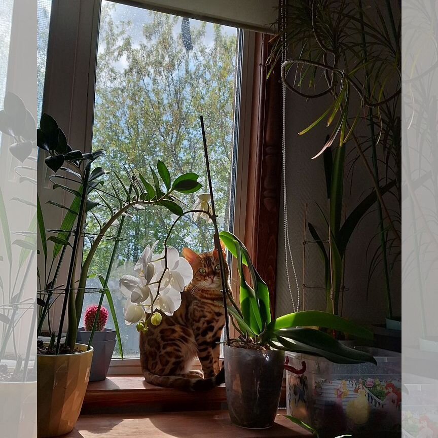 Отдам бенгальского кота