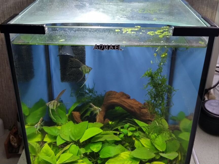 Аквариум aguael на 30 литров