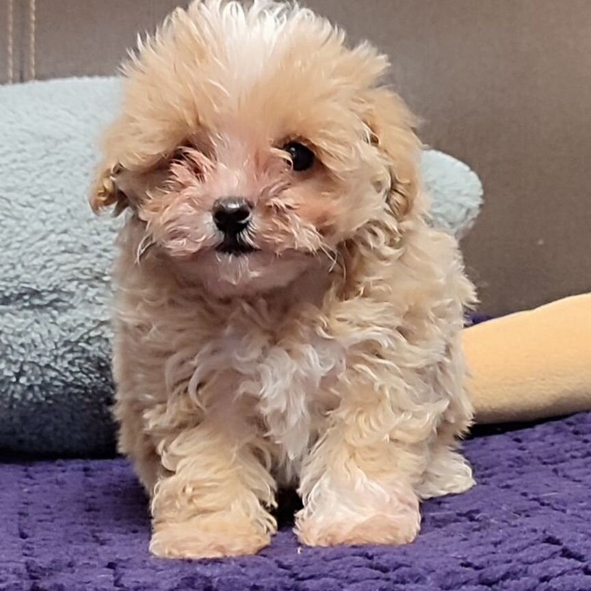 Мальтипу, щенок