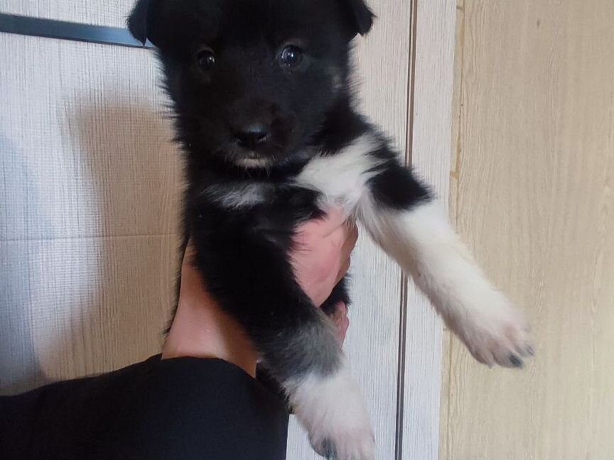 Щенки метисы хаски и дворняги, в добрые руки