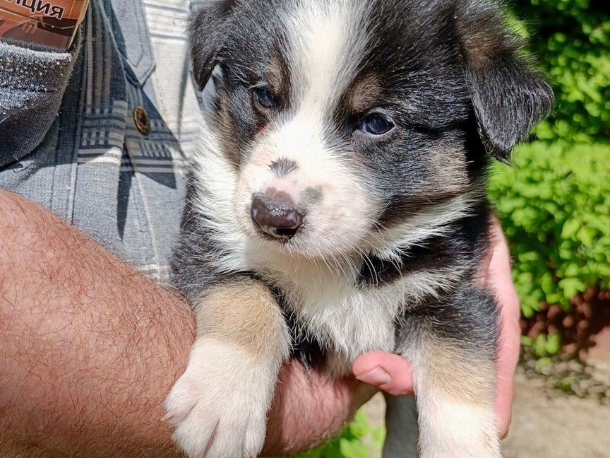 Щеночки в дом и квартиру, мальчики и девочки