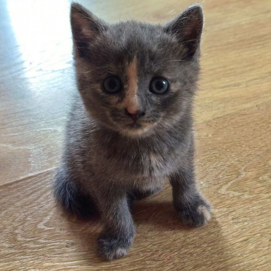 Котята в добрые руки бесплатно
