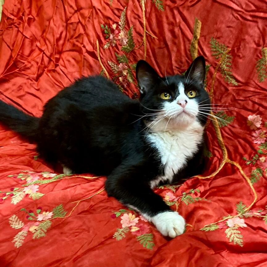 Кошечка Кася 6 месяцев, в добрые руки