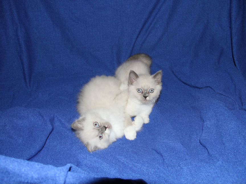 Горячие пирожки