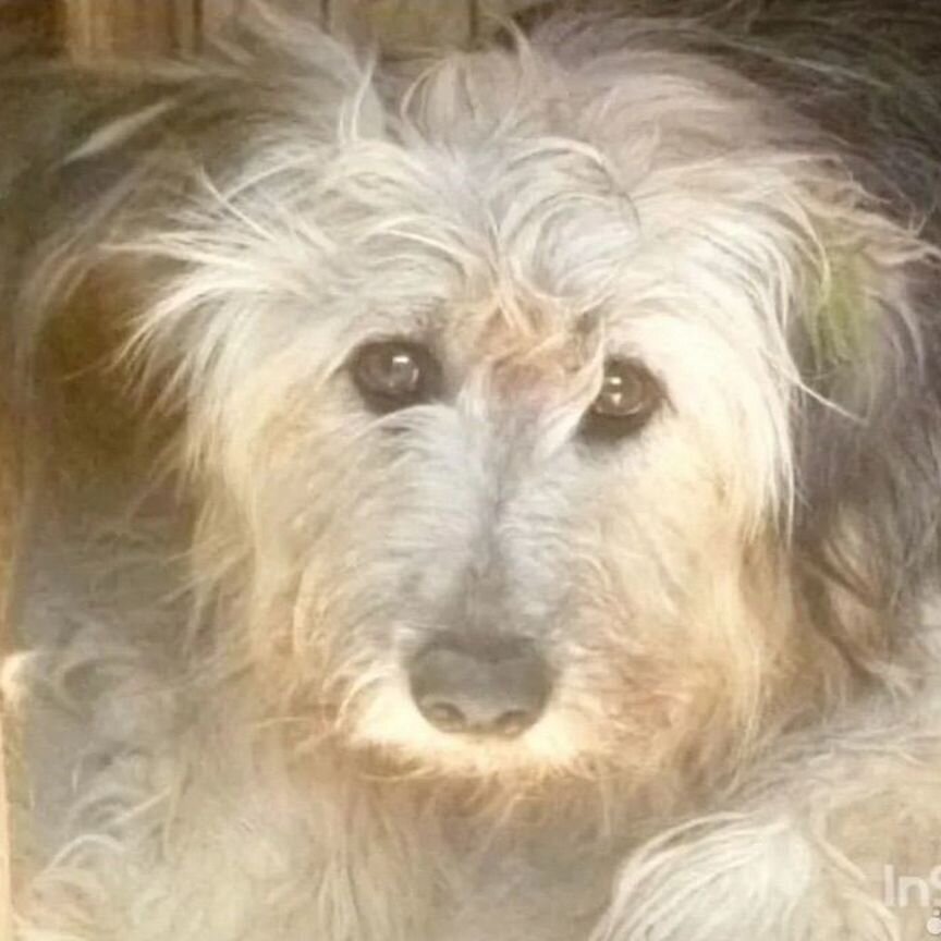 Грустная собака