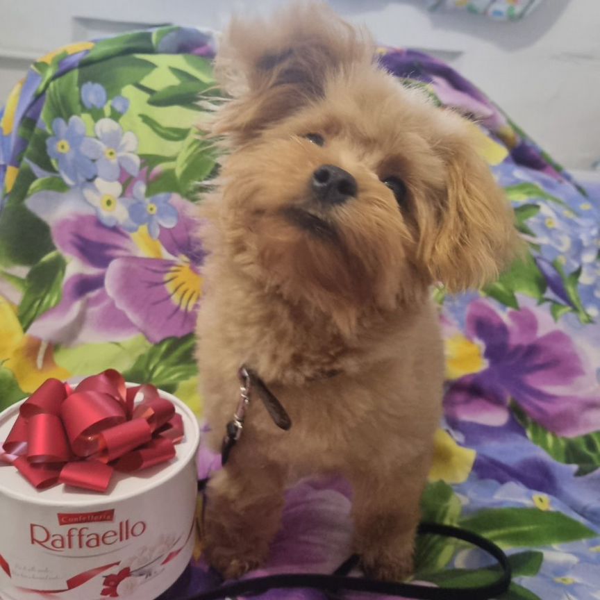 Мальтипу, щенок