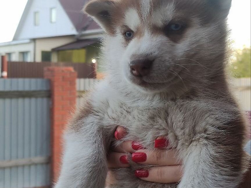 Щенки Хаски