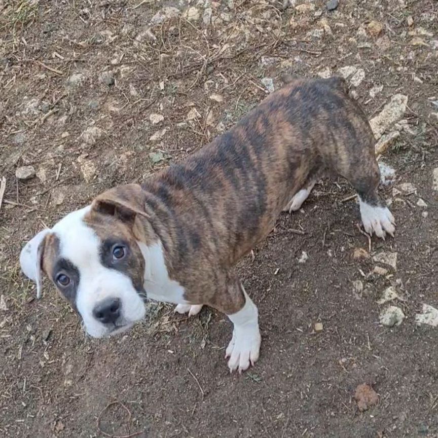 Амстаффтерьер отличная девочка 3 мес