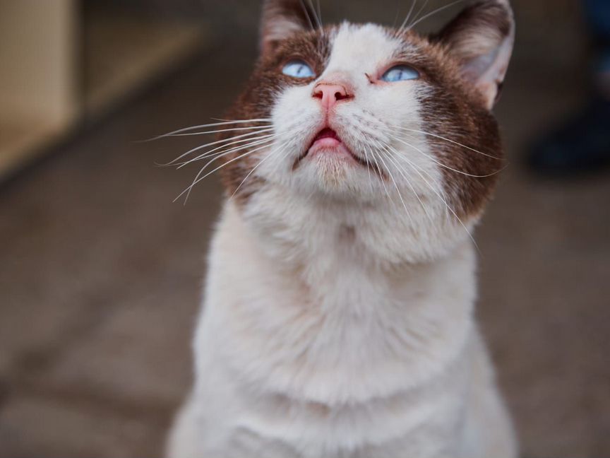 Котик потеряшка ищет новую семью