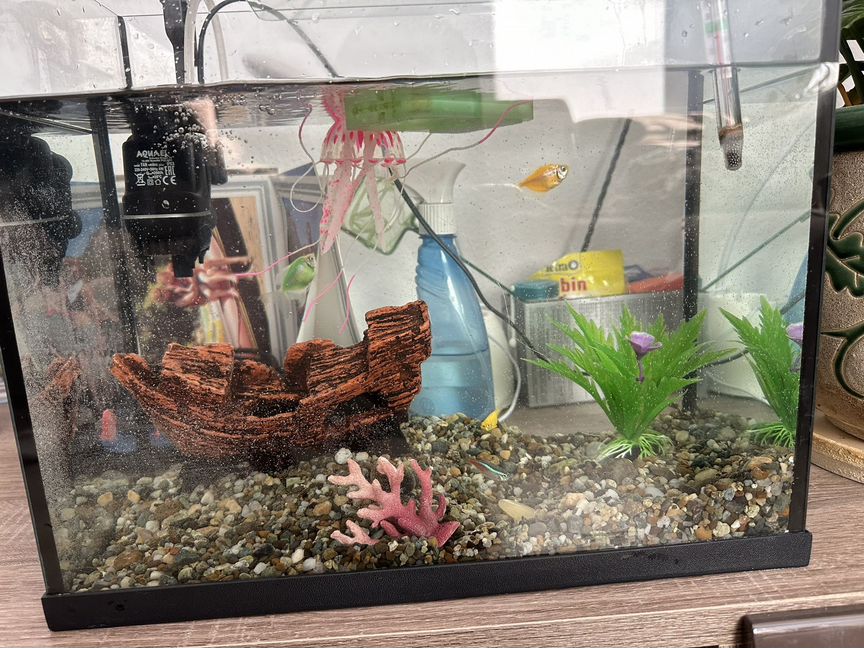 Аквариумные рыбки бесплатно