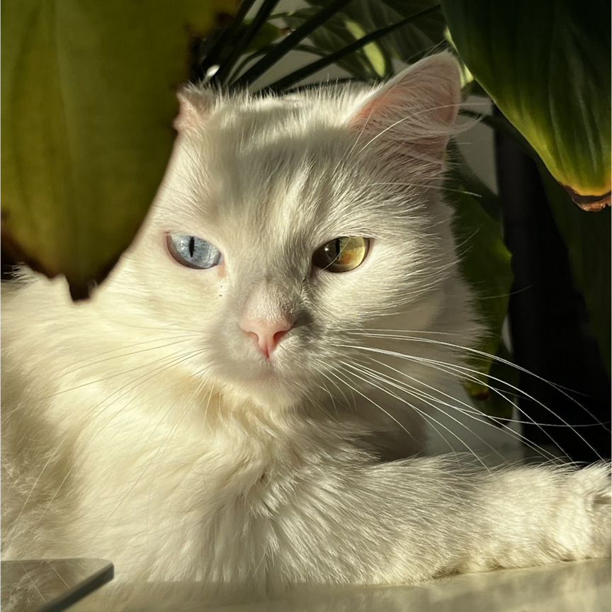 Турецкая ангора, взрослая кошка