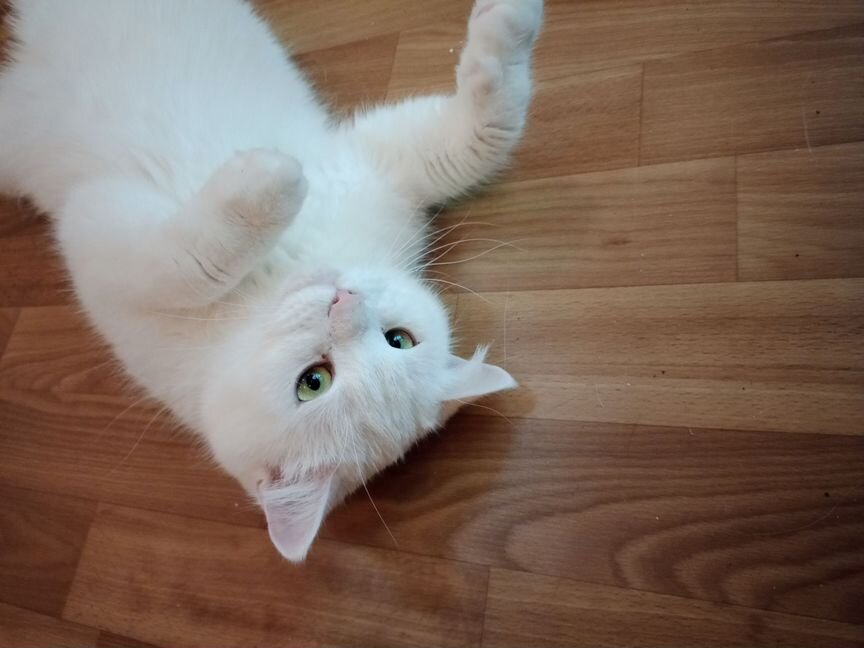 Белая кошка