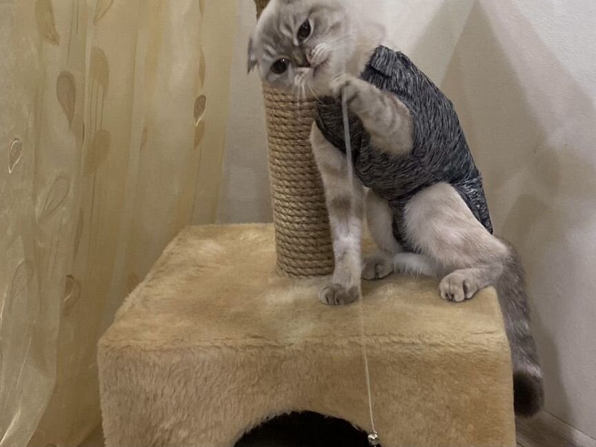 Шотландская кошка в дар