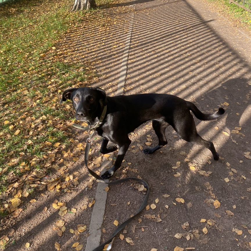 Отдам собаку в добрые руки